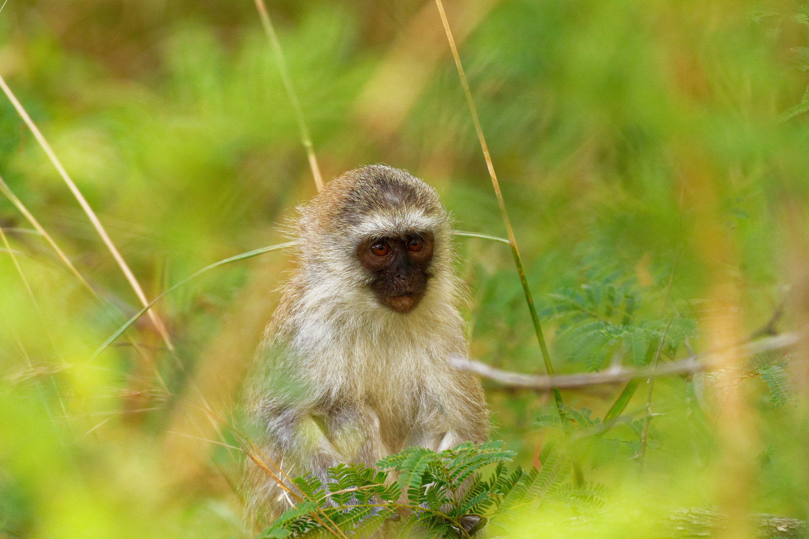 MEERKATZEN BABY Foto & Bild | sonnenuntergang, sonne, licht Bilder auf ...