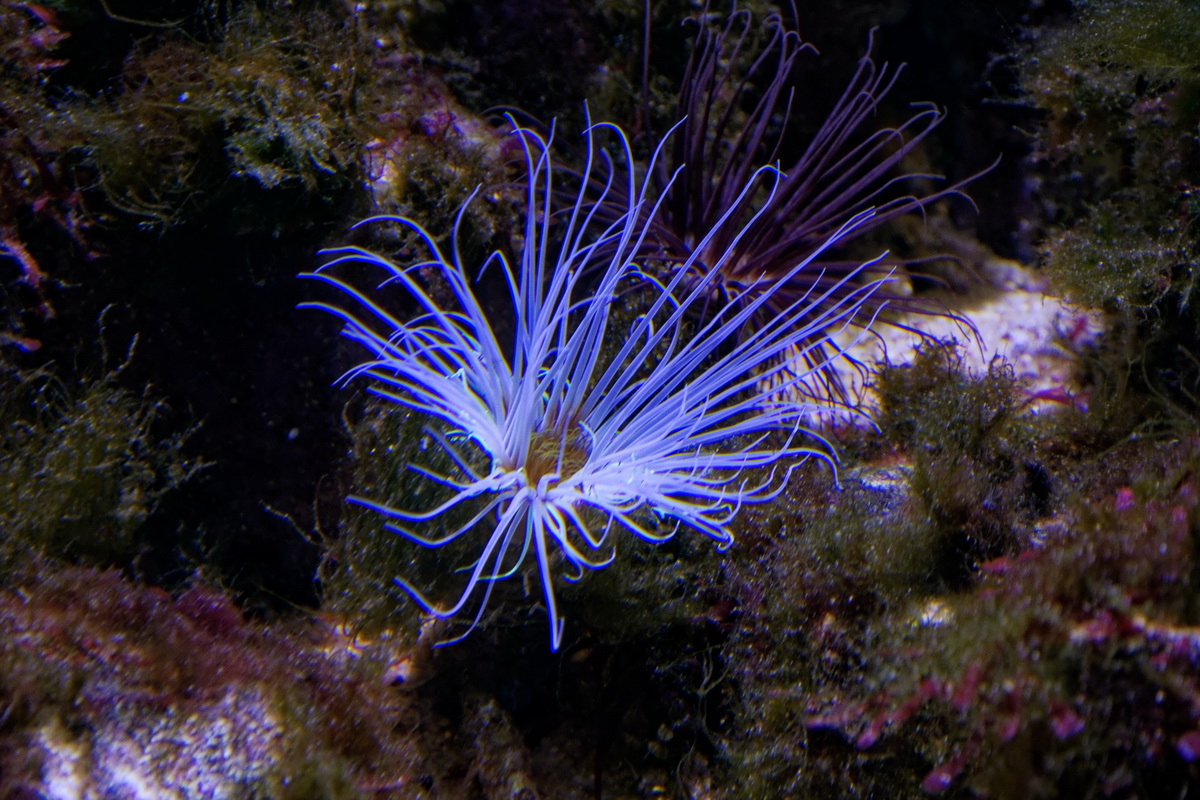 Meerwasser Koralle Foto & Bild | natur, zoo, tiere Bilder auf fotocommunity