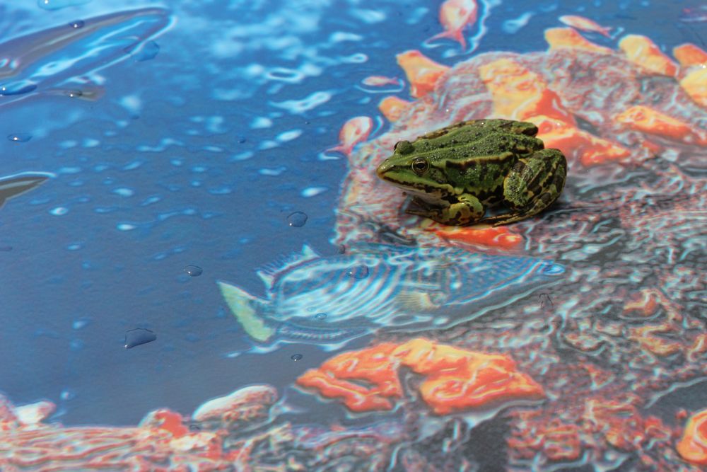 Meerwasserfrosch? Foto & Bild | archiv projekte naturchannel ...