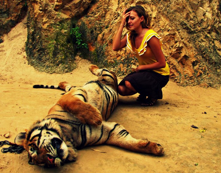 meeting a tiger Foto & Bild | asia, thailand, southeast asia Bilder auf ...