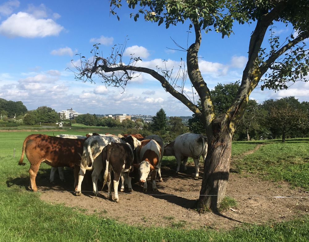 Meeting im Baumschatten Foto & Bild | tiere, haustiere, nutztiere ...