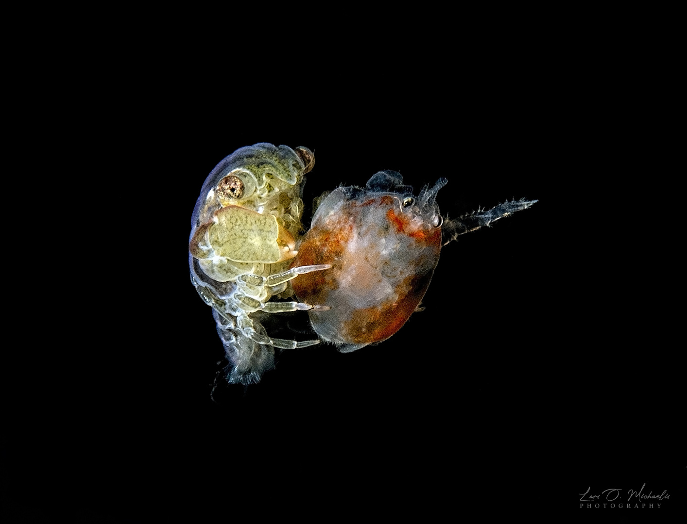 Megalopa-Larve der Steinkrabbe Foto & Bild | asia, wildlife, tauchen ...