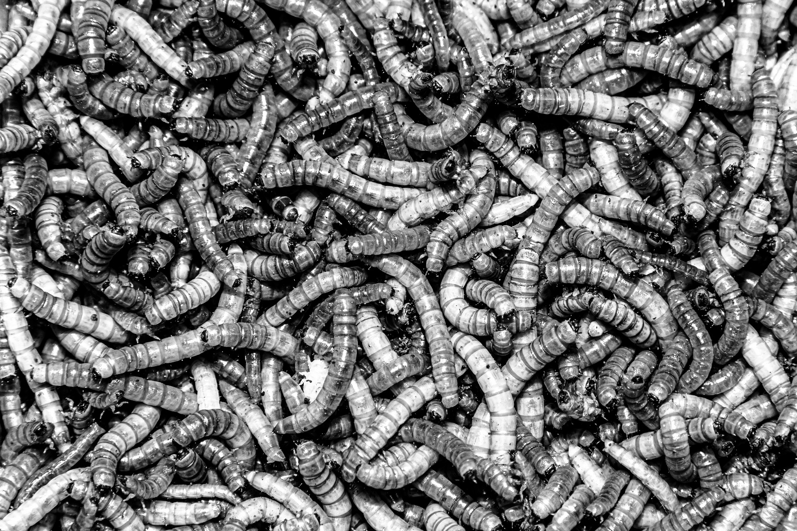 mehlwürmer-4209 Foto & Bild | natur, digiart, monochrom Bilder auf fotocommunity