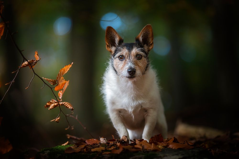 mehr ... Foto & Bild | wald, licht, hund Bilder auf fotocommunity