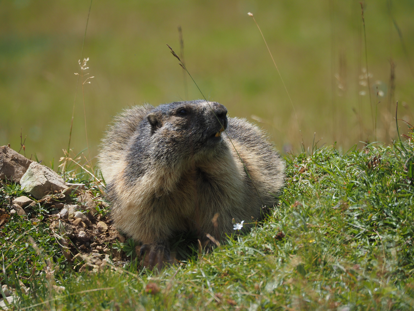 mehr breit wie hoch Foto & Bild | europe, Österreich, tiere Bilder auf ...