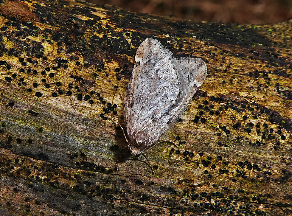 mein 1. Falter in 2018 Foto & Bild | natur, nachtfalter, insekten ...