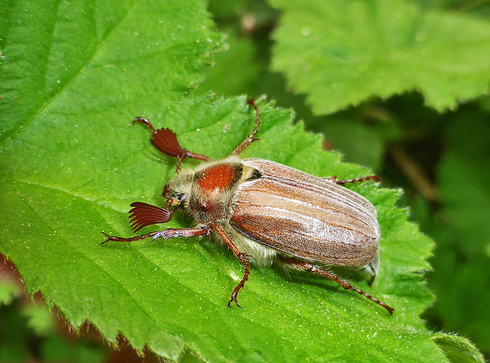mein 1. Maikäfer... Foto & Bild | tiere, wildlife, insekten Bilder auf ...