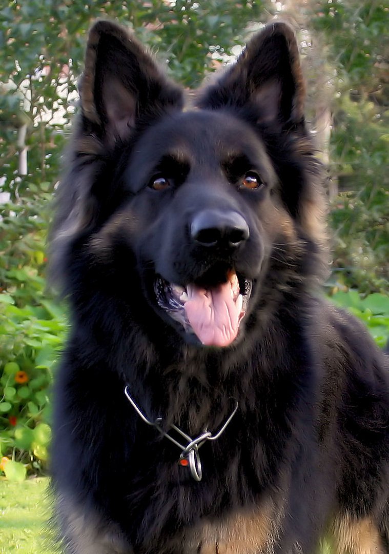 mein altdeutscher Schäferhund Foto & Bild | tiere, haustiere, hunde ...