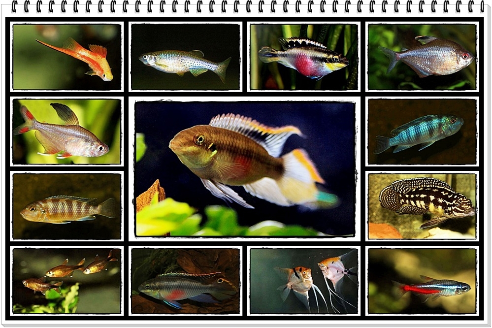 mein anderes Hobby...[Zierfische im Süßwasseraquarium] Foto & Bild ...