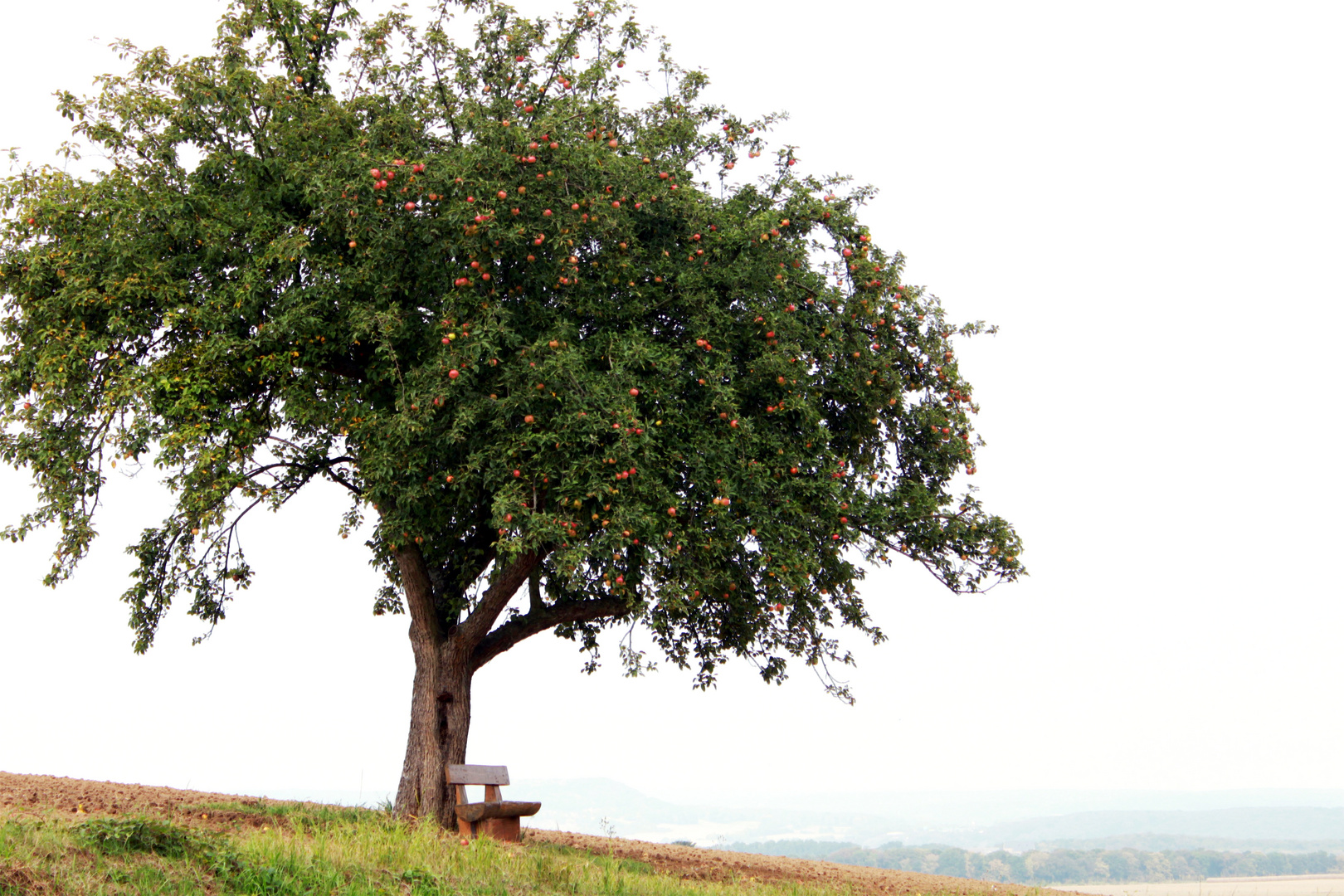 Mein Apfelbaum Foto & Bild | bäume, natur, pflanzen Bilder auf ...