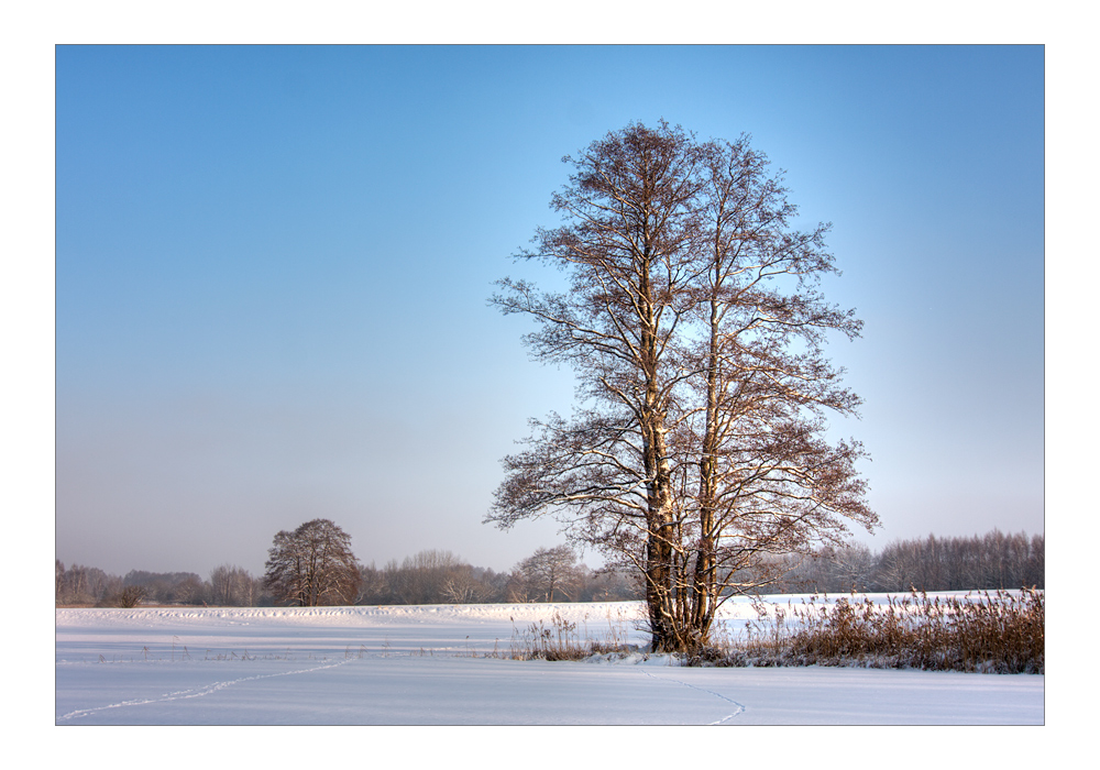 "Mein Baum" Foto & Bild | jahreszeiten, winter, natur Bilder auf fotocommunity