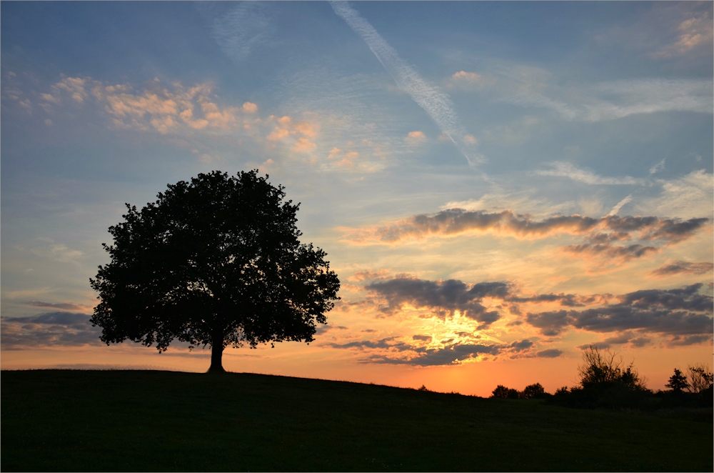 mein Baum | Edith Vogel Fotografie