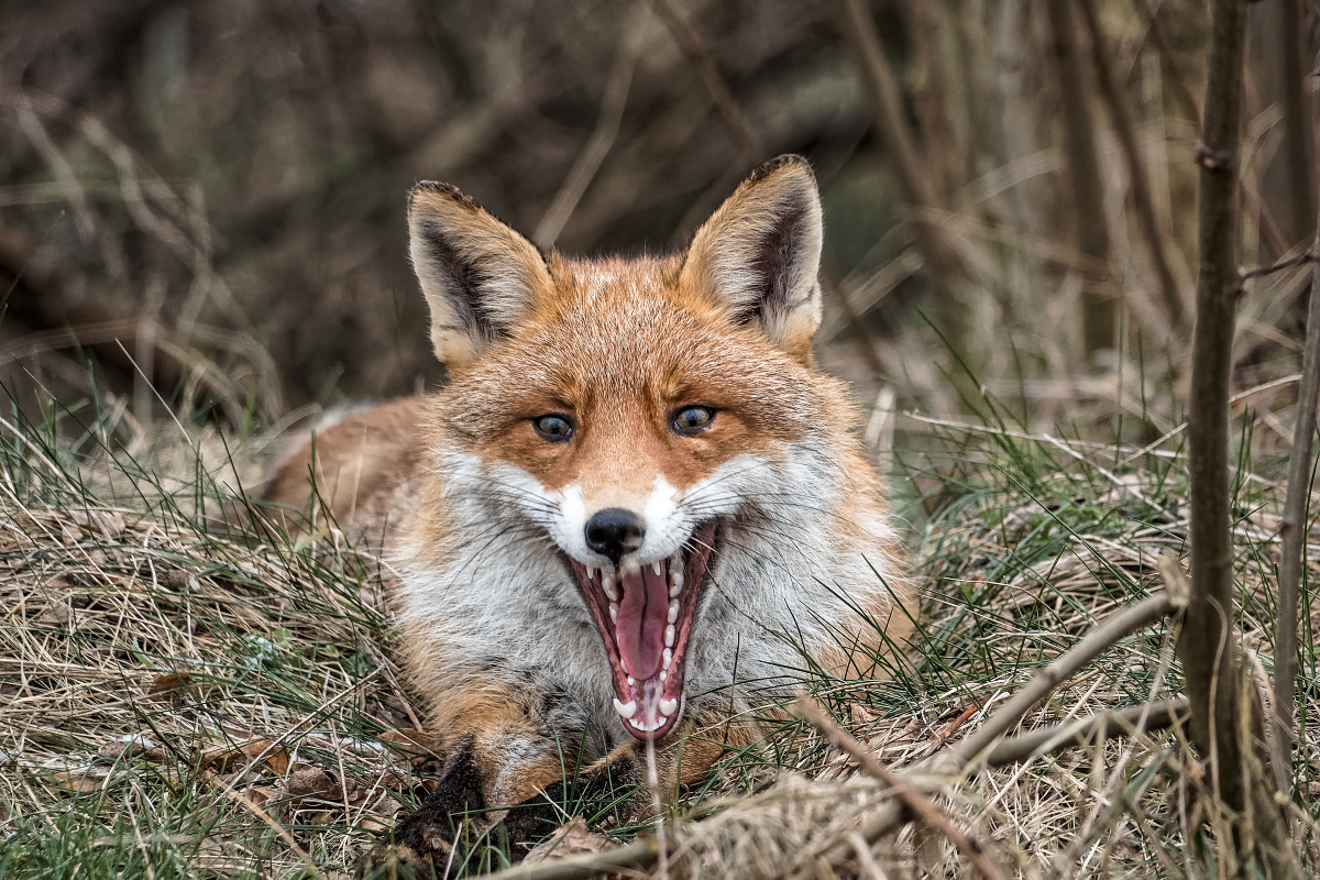 Mein Begegnung mit dem Rotfuchs Foto & Bild | tiere, natur, wildlife ...