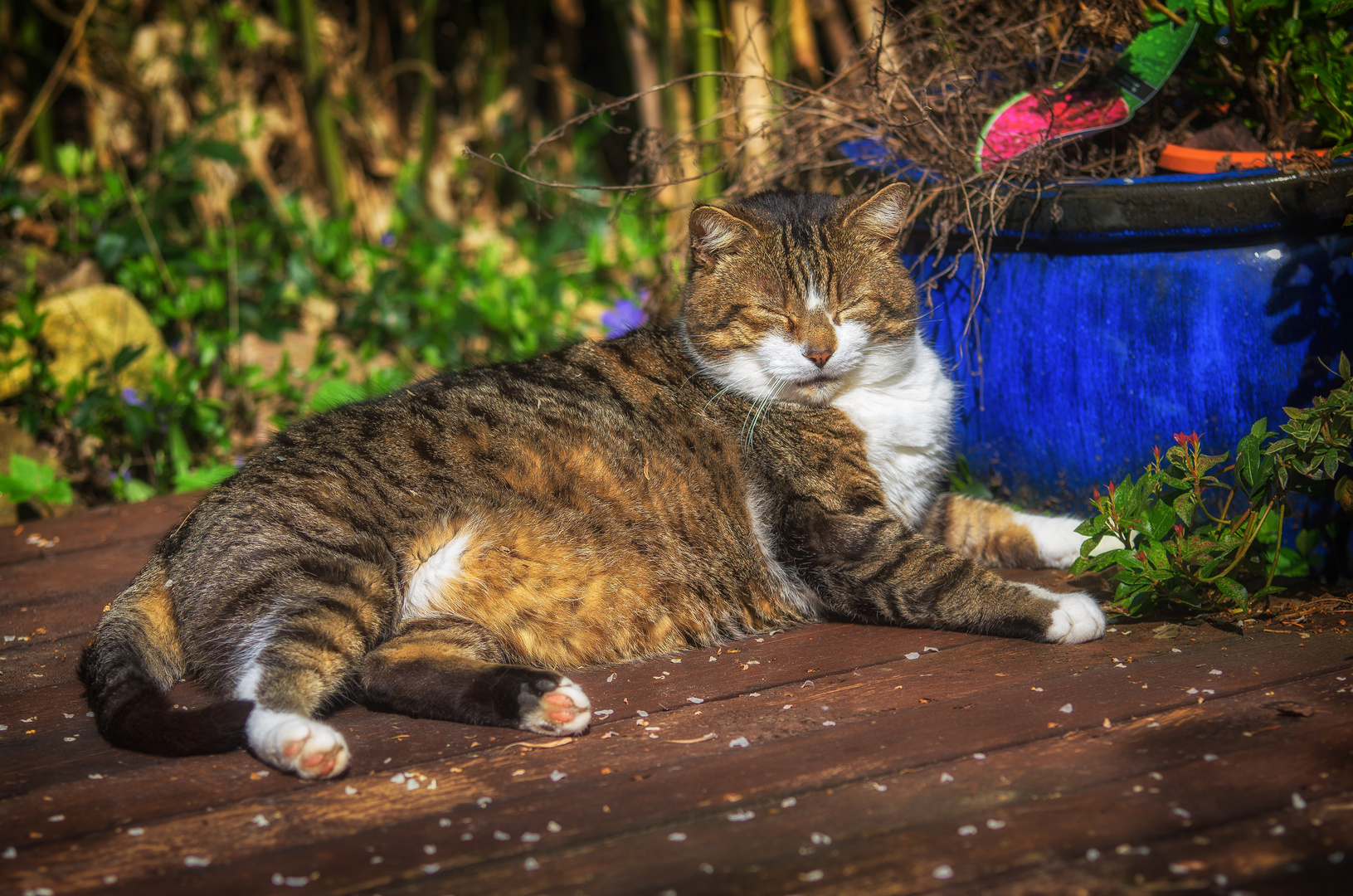 ...mein bester tierischer Freund... Foto & Bild | tiere, haustiere ... ...mein bester tierischer Freund... Foto & Bild | tiere, haustiere ...