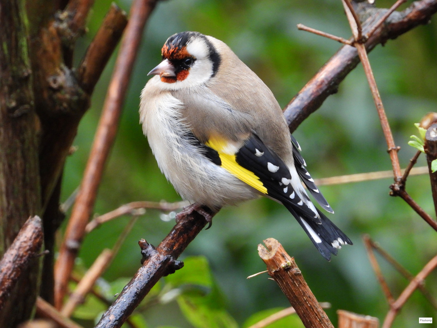 mein Dicker ..... Foto & Bild | tiere, wildlife, wild lebende vögel ...