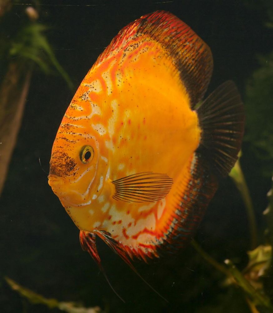 Mein Diskus Foto & Bild | tiere, zoo, wildpark & falknerei, zoo: fische ...