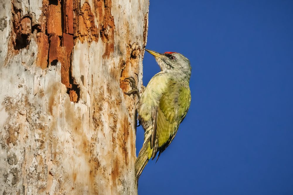 Mein Erlebnis Grauspecht Foto & Bild | sommer, outdoor, bäume Bilder ...
