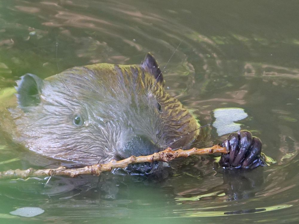 Mein " Erster Biber " Foto & Bild | tiere, wildlife, biber Bilder auf ...