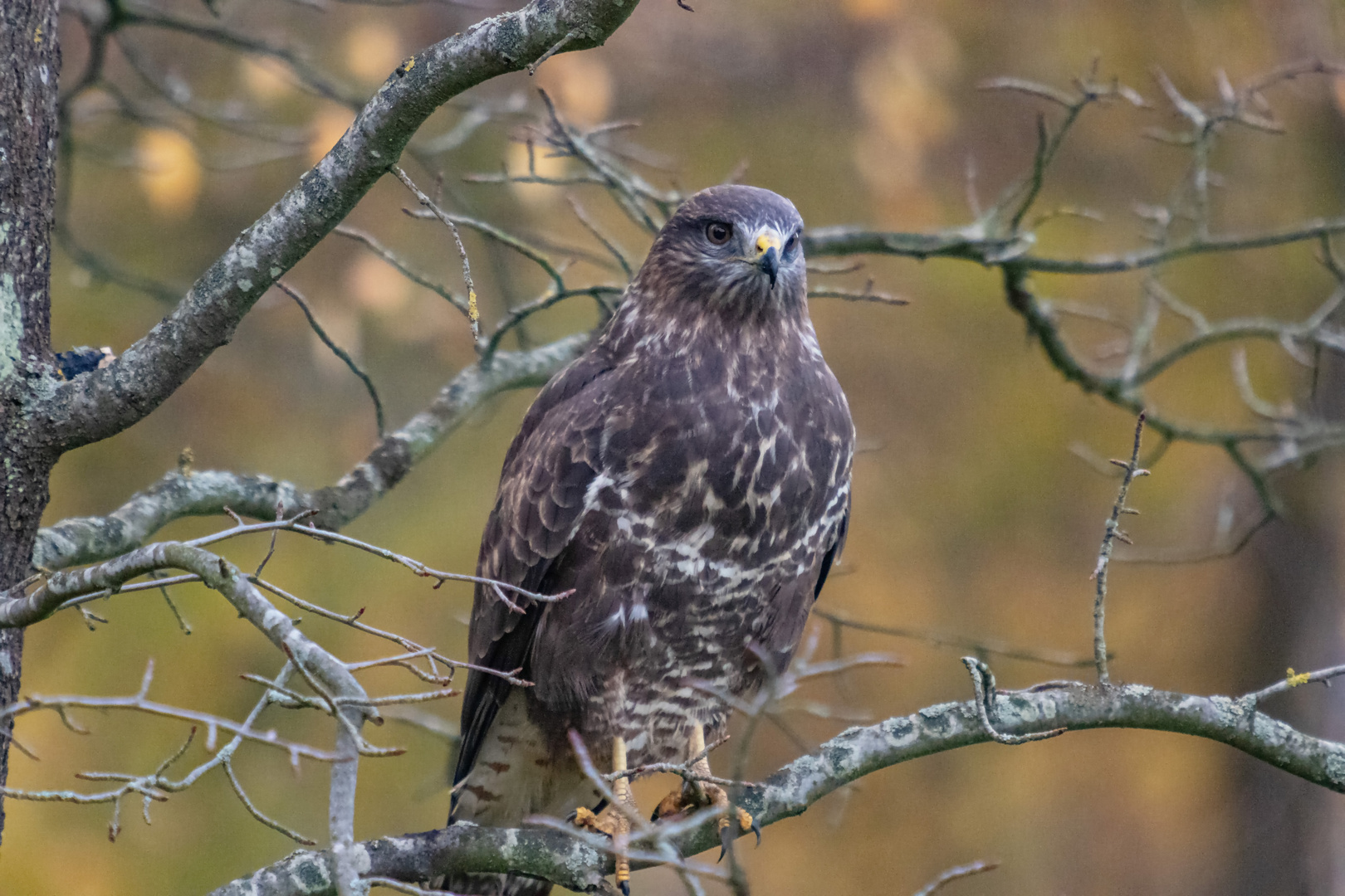 Mein erster Bussard Foto & Bild | tiere, wildlife, wild lebende vögel ...