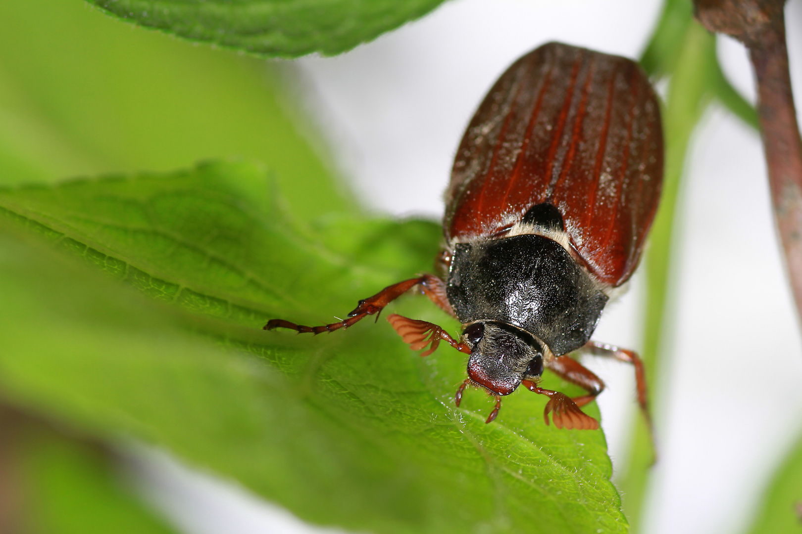 Mein erster Maikäfer 2011 Foto & Bild | tiere, wildlife, insekten ...