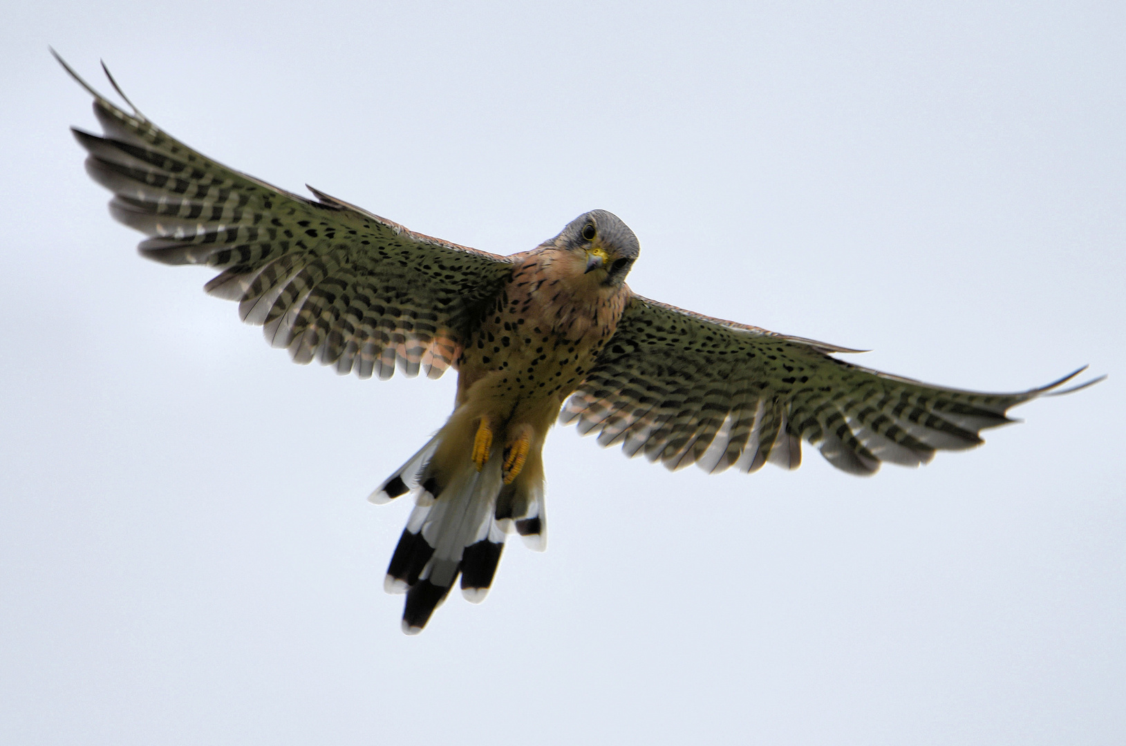 mein erster Turmfalke im Flug Foto & Bild | natur, vögel, wildlife ...