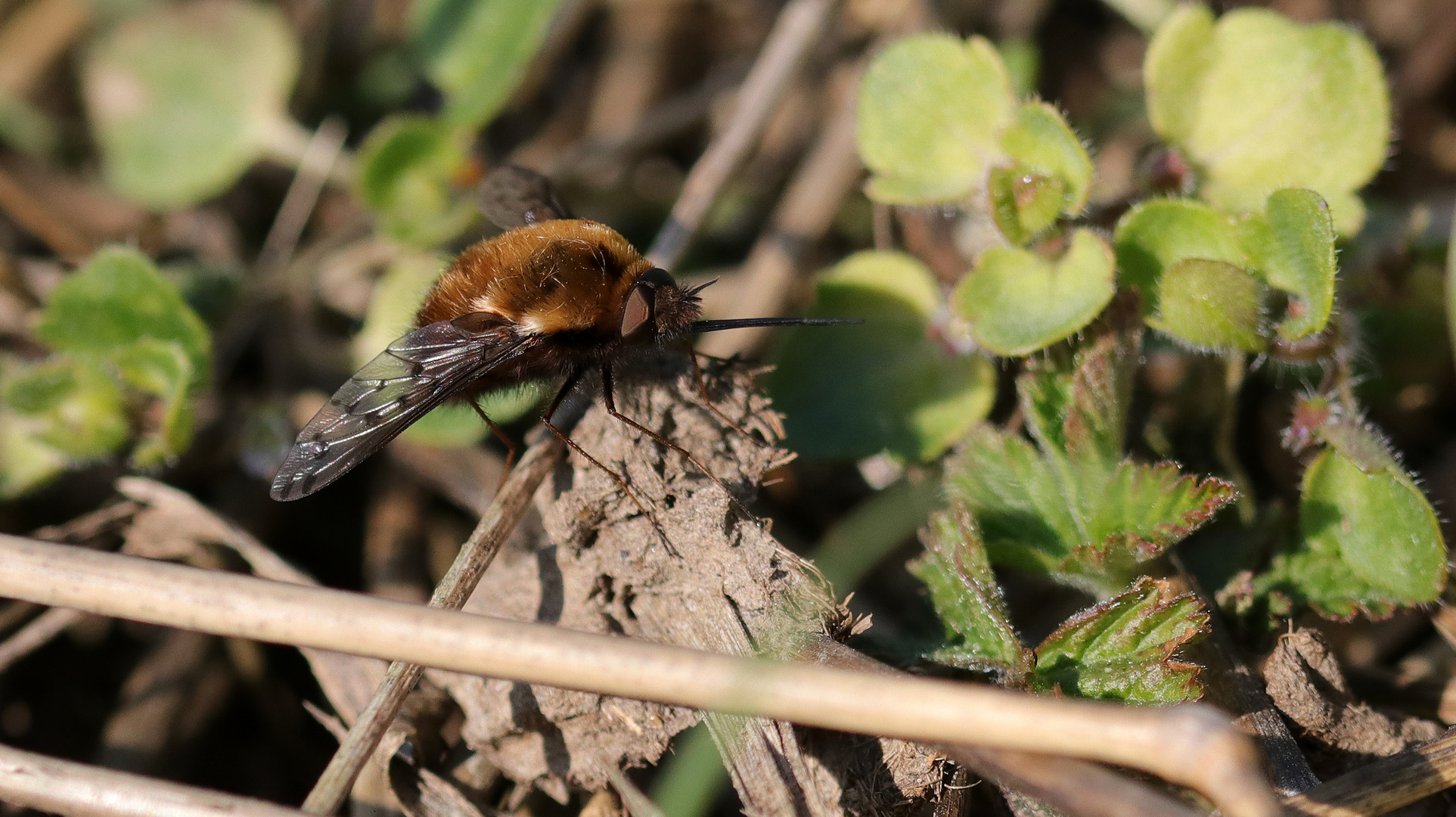Mein erster Wolli Foto & Bild | natur, fliegen, insekt Bilder auf ...