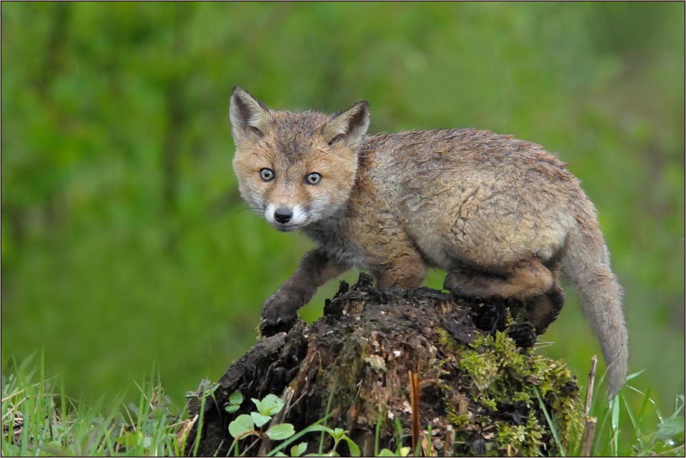 Mein erstes Fuchsbaby Foto & Bild | tiere, wildlife, säugetiere Bilder ...