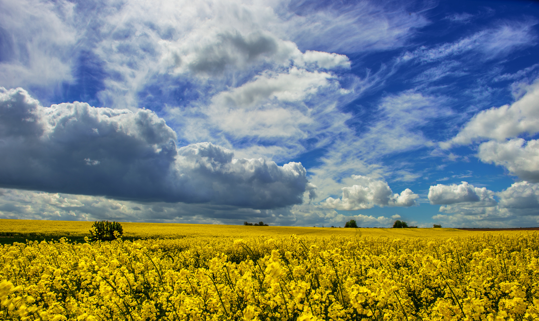 Mein erstes Rapsfeld ..... Foto & Bild | landschaft, Äcker, felder ...