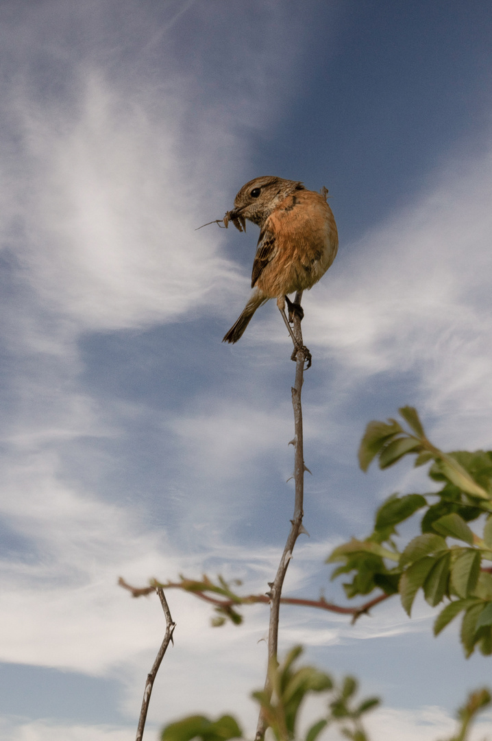 Mein erstes Schwarzkehlchen im April 2023 Foto & Bild | outdoor, natur ...