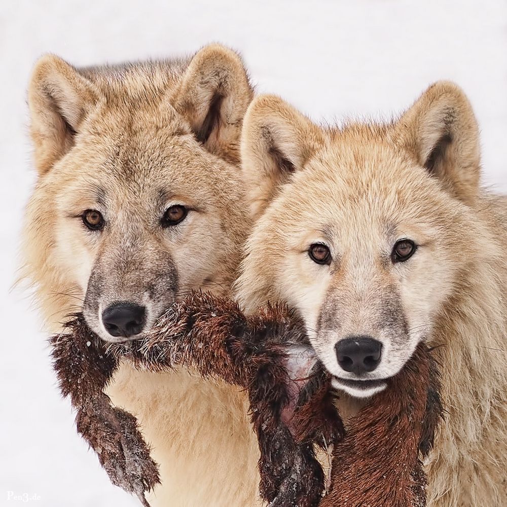 Mein Fell....... Foto & Bild | tiere, zoo, wildpark & falknerei ...