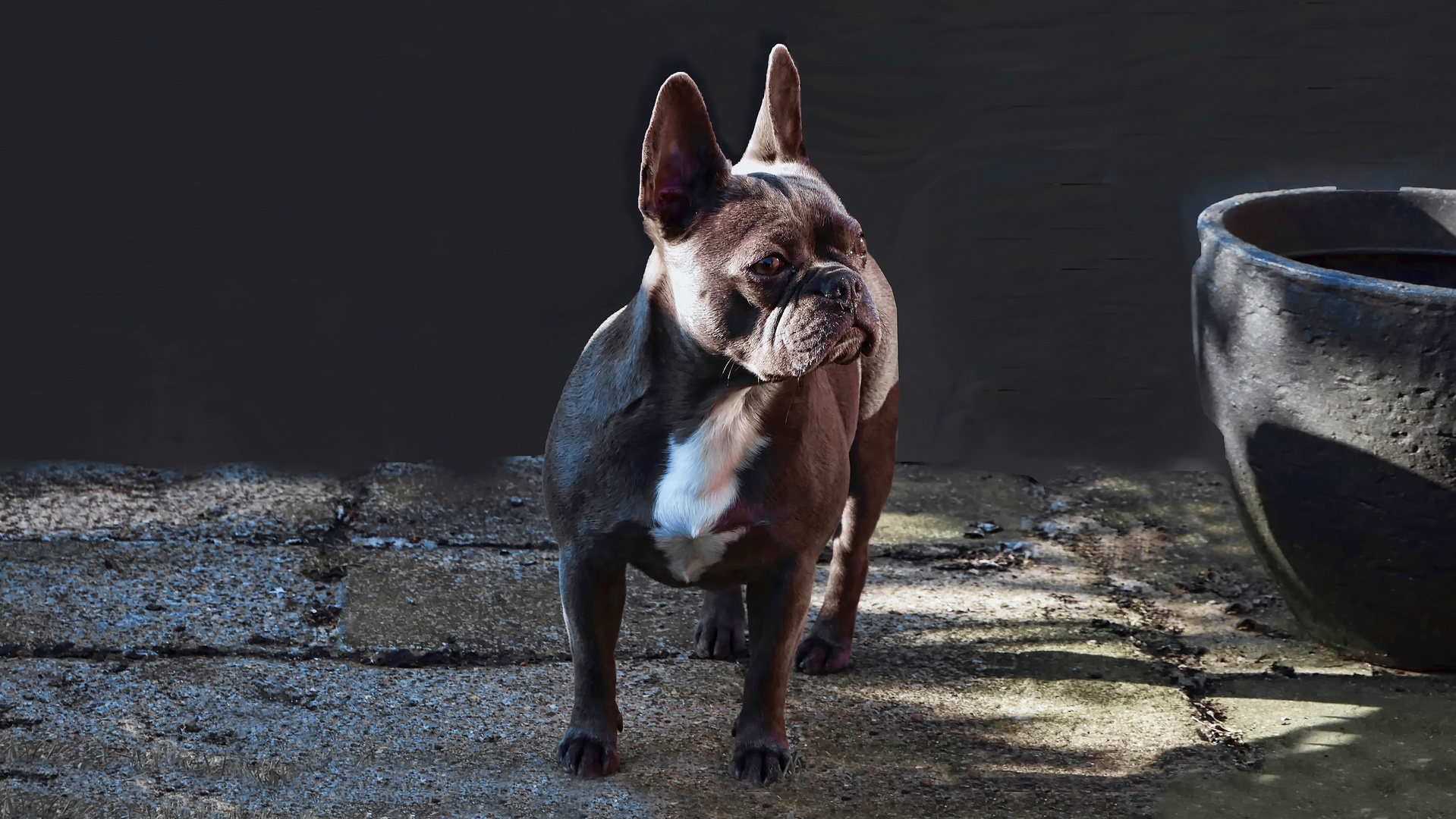 Mein French Bully KIRA Foto & Bild | fotos, spezial, hunde Bilder auf ...
