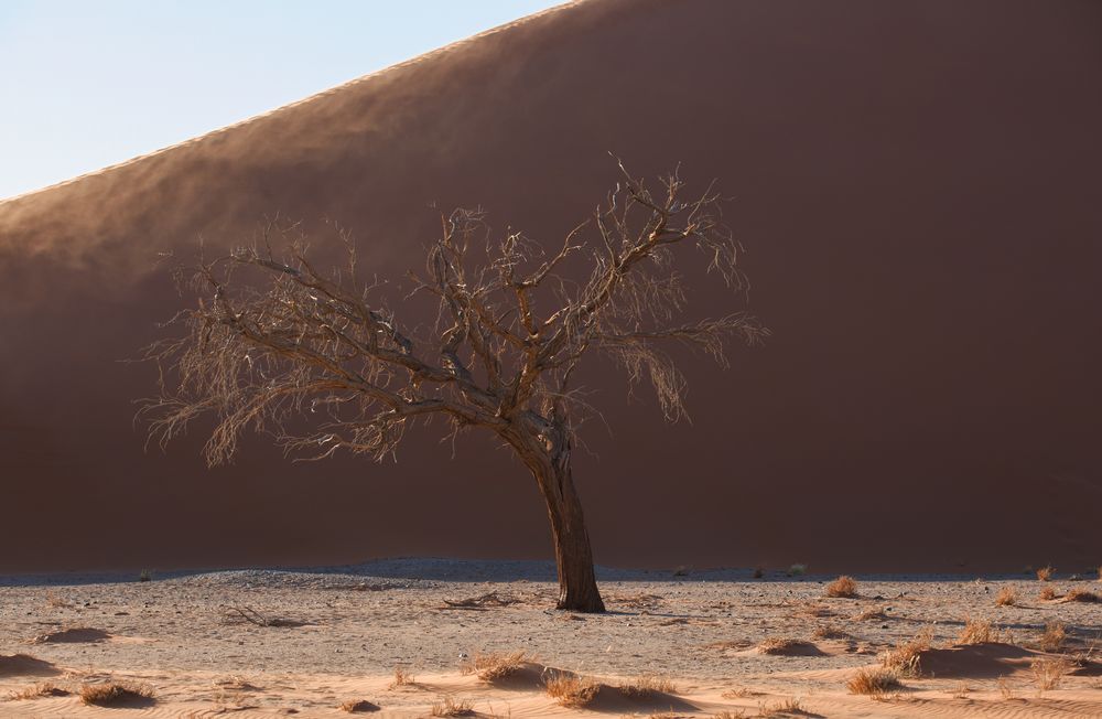 Mein Freund der Baum Foto & Bild | africa, southern africa, namibia ...