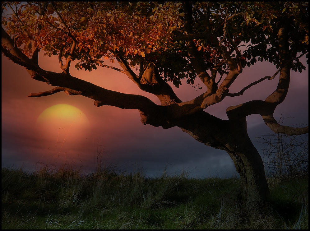 mein freund, der baum.... Foto & Bild | fotomontage, landschaften, digiart Bilder auf fotocommunity