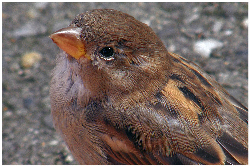 mein Freund, der freche......... Foto & Bild | tiere, wildlife, wild ...