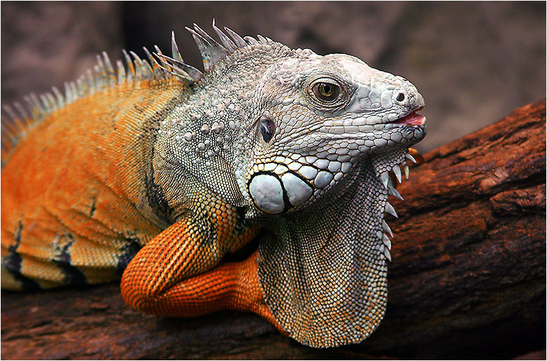 Mein Freund, der Leguan Foto & Bild | tiere, zoo, wildpark & falknerei ...