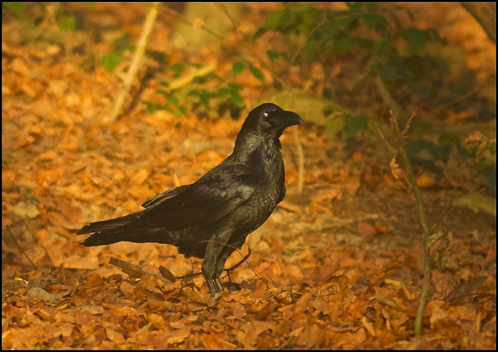 MEIN FREUND DER RABE Foto & Bild | tiere, zoo, wildpark & falknerei ...