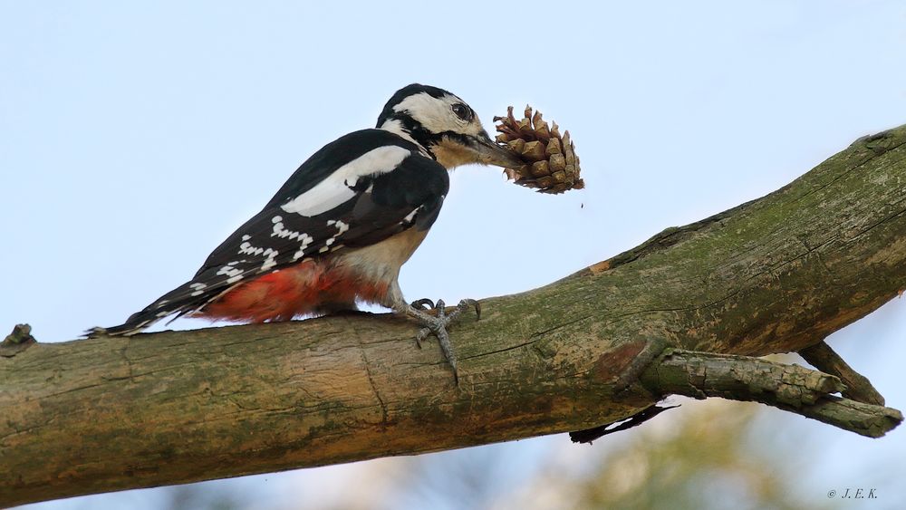 Mein Freund der Specht Foto & Bild | vögel, buntspecht, dendrocopos ...