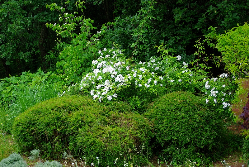Mein Garten (7) Foto & Bild | landschaft, garten- & parklandschaften ...