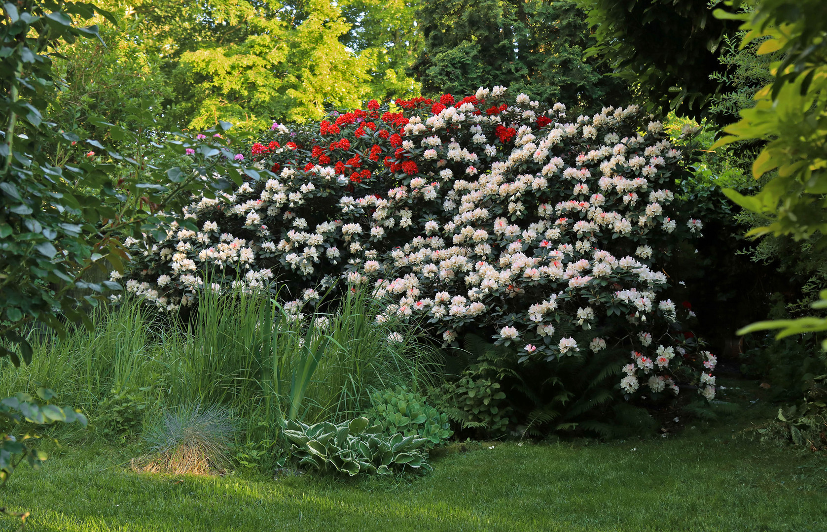 Mein Garten... Foto & Bild | pflanzen, pilze & flechten, blüten ...
