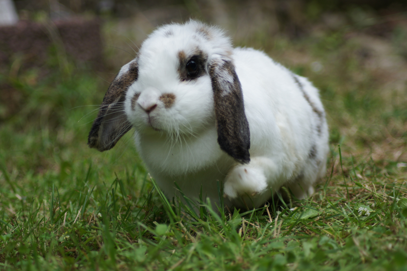 Mein Hase "Hoppel" Foto & Bild | tiere, haustiere, nagetiere ...