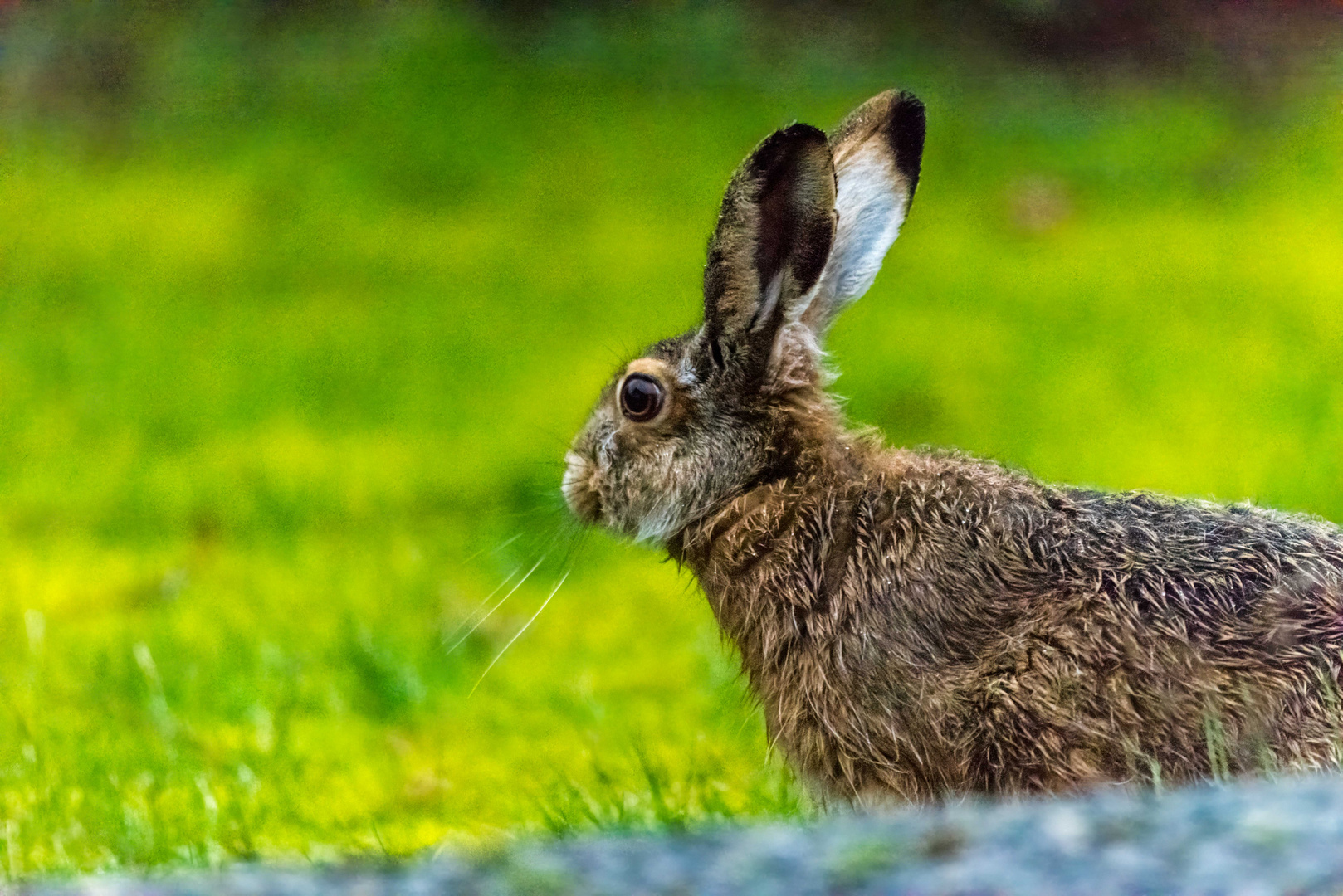 'Mein' Hase ist zurück Foto & Bild | tiere, wildlife, wildlife in der ...