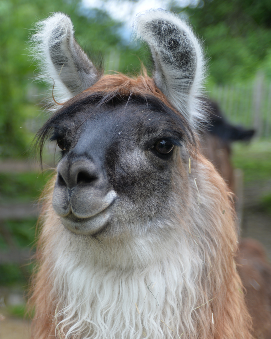 Mein Haustier ... Foto & Bild | tiere, haustiere, nutztiere Bilder auf ...