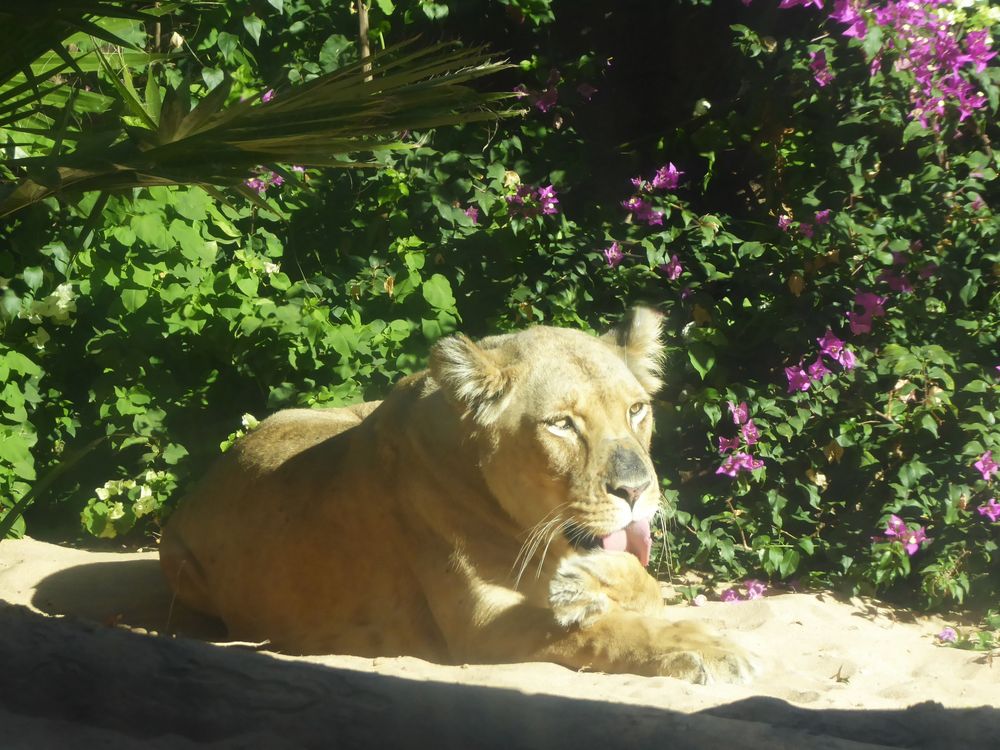 Mein Haustier... Foto & Bild | tiere, spezial, dokumentation Bilder auf ...