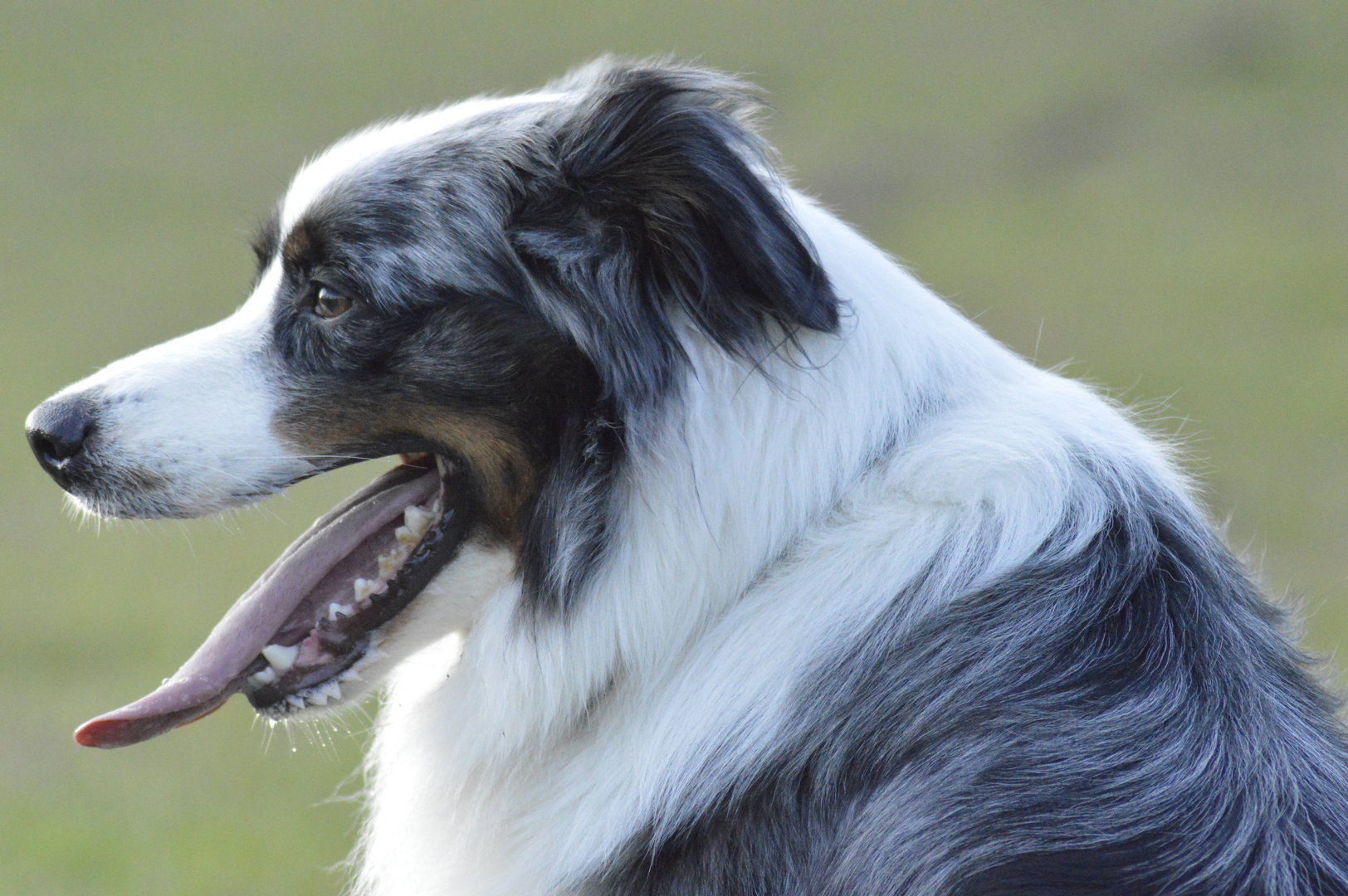 Mein Hund Foto & Bild | tiere, haustiere, hunde Bilder auf fotocommunity