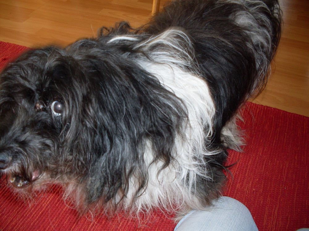 Mein Hundi Fiffi Foto & Bild | tiere, haustiere, hunde Bilder auf ...