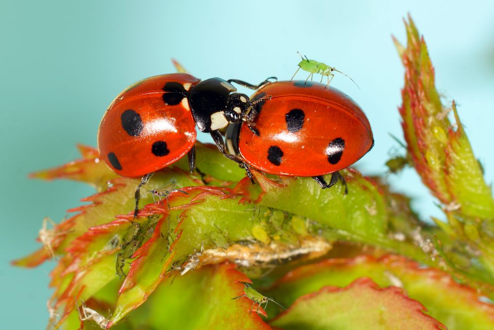 MEIN KÄFER Foto & Bild | makro, macro, happy Bilder auf fotocommunity