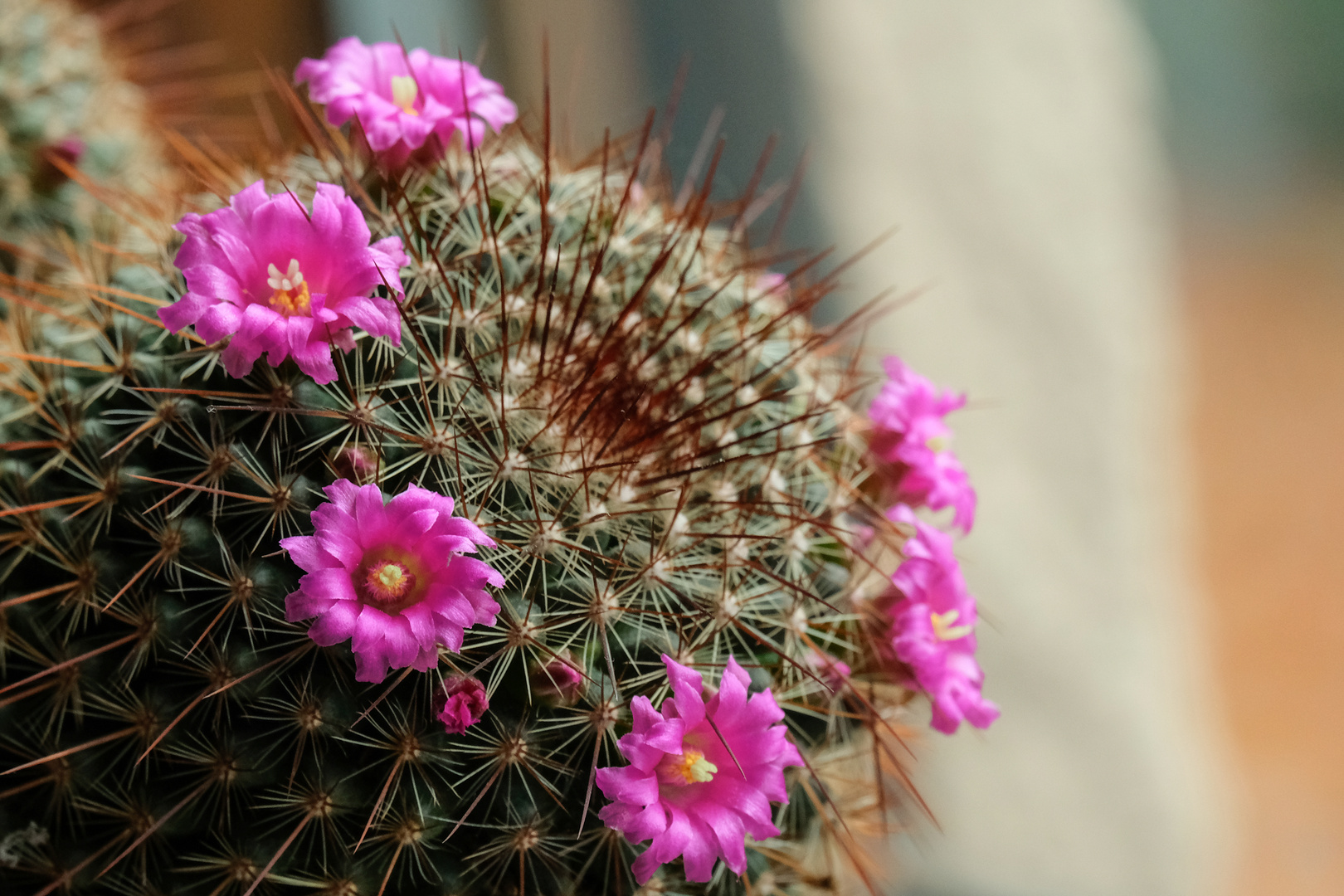 Mein Kaktus Foto & Bild | natur, pflanzen, blüten Bilder auf fotocommunity Mein Kaktus Foto & Bild | natur, pflanzen, blüten Bilder auf fotocommunity
