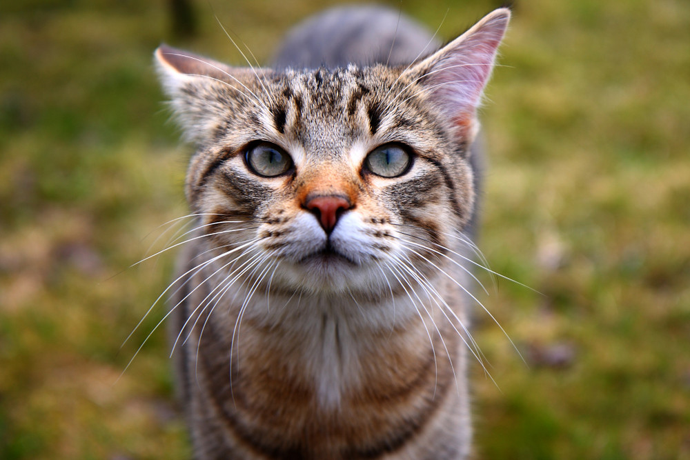 Mein Kater Filü... Foto & Bild | tiere, haustiere, katzen Bilder auf fotocommunity