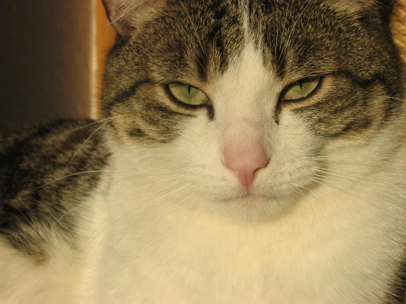 Mein Kater Pi Foto & Bild | tiere, haustiere, katzen Bilder auf fotocommunity