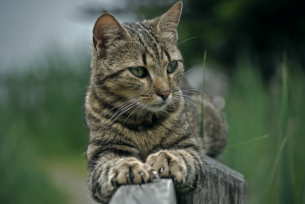 Mein Katzenfoto Foto & Bild | tiere, haustiere, katzen Bilder auf fotocommunity